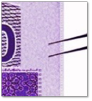 BANK AL-MAGHRIB - 20 DH Banknote